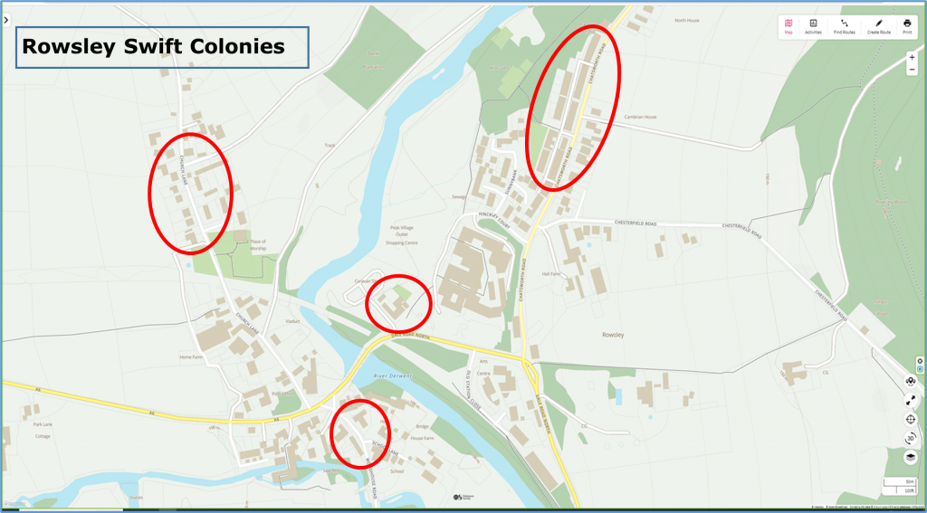The Swifts of Rowsley: numbers, colonies & conservation - Derbyshire ...